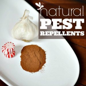 Natural Pest Repellents » Read Now!