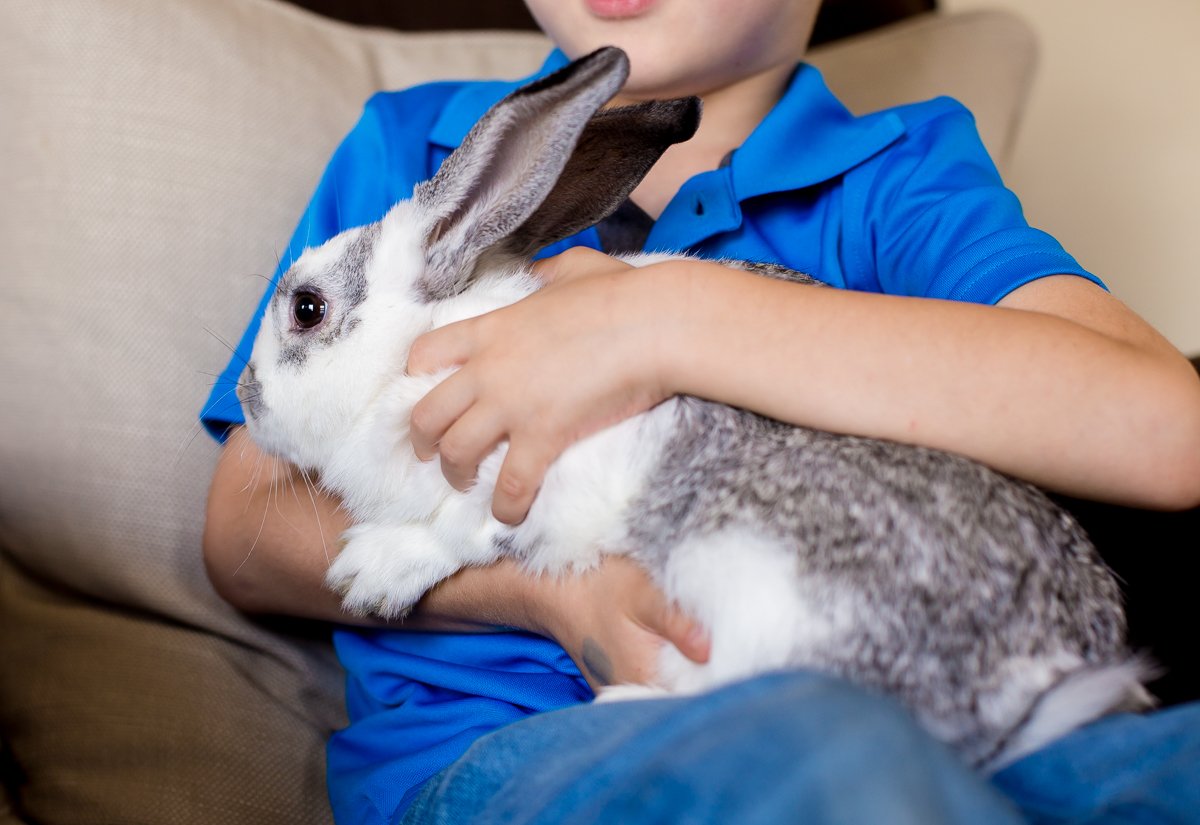 Owning A Bunny Beyond Easter » Read Now!