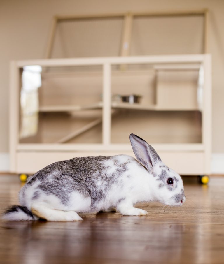 Owning A Bunny Beyond Easter » Read Now!