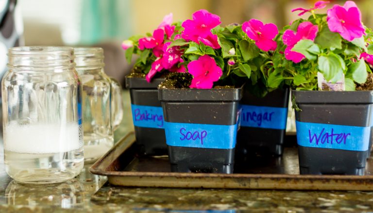 Exploring The World With Science: A Water Pollution Experiment » Read Now!