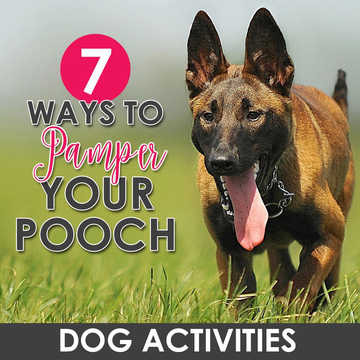7 Ways To Pamper Your Pooch » Read Now!