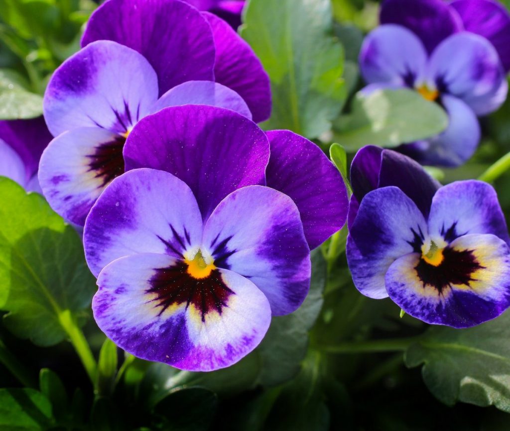 10 Edible Flowers And Recipes You Can Try » Read Now!