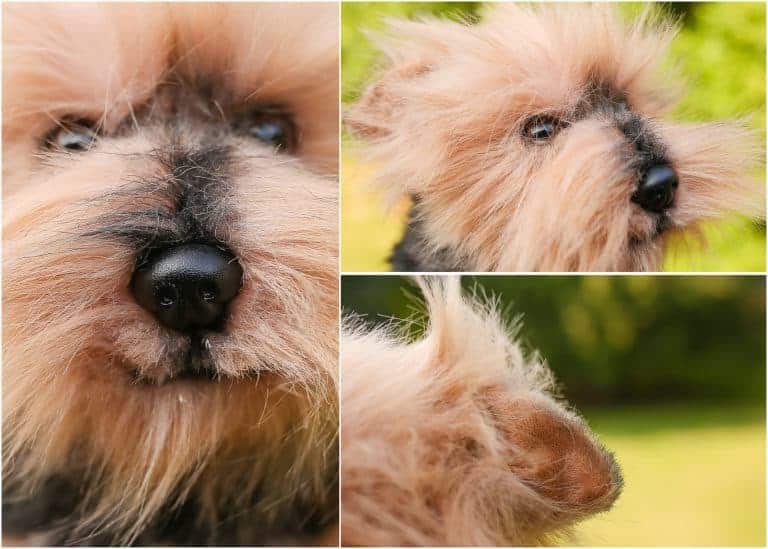 Petsies: Keep Your Pet Fur-Ever With This Brand » Read Now!