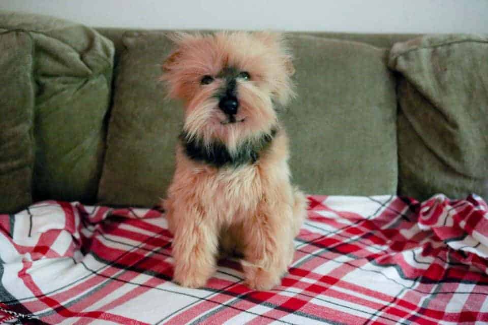 Petsies: Keep Your Pet Fur-Ever With This Brand » Read Now!