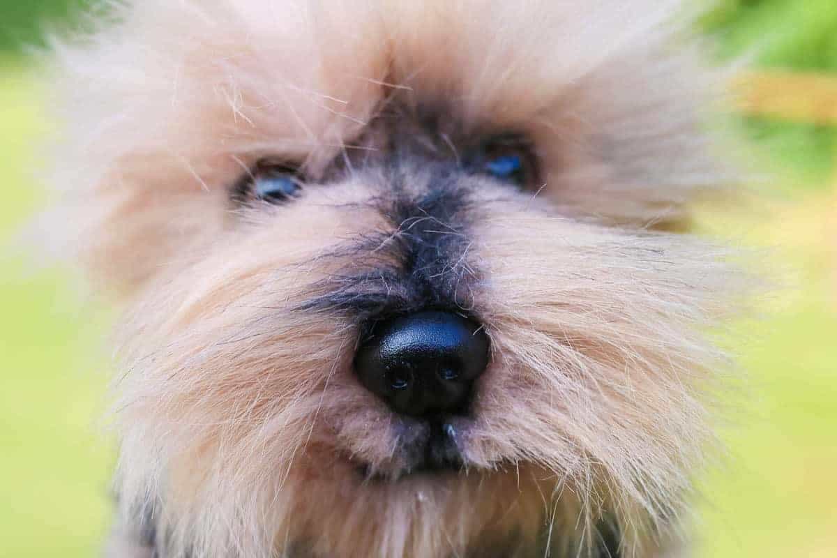 Petsies: Keep Your Pet Fur-Ever With This Brand » Read Now!