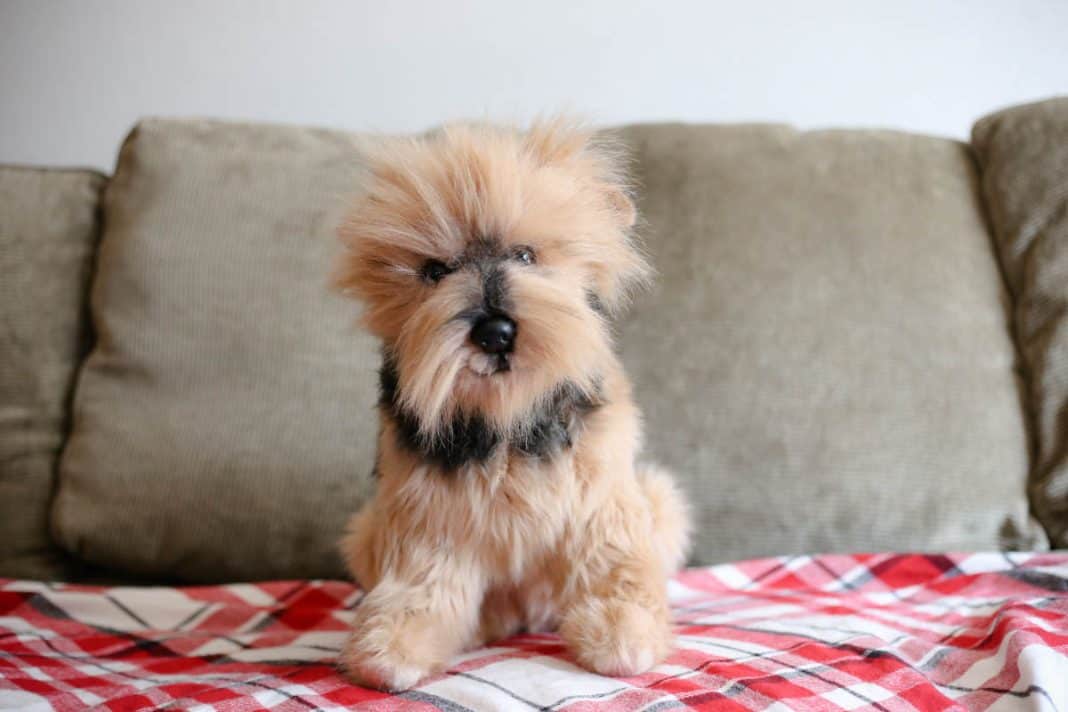 Petsies: Keep Your Pet Fur-Ever With This Brand » Read Now!