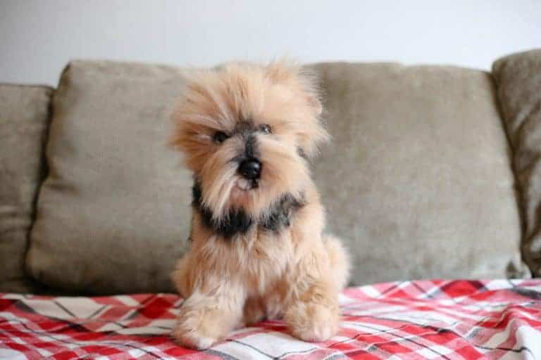 Petsies: Keep Your Pet Fur-Ever With This Brand » Read Now!