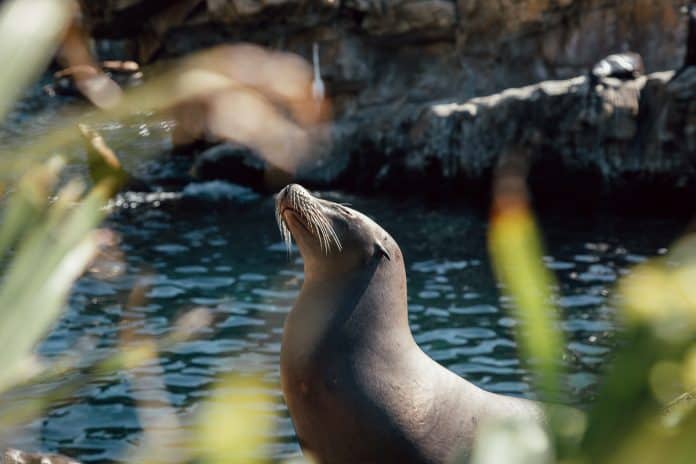 SeaWorld: An Orlando Theme Park For All Ages » Read Now!