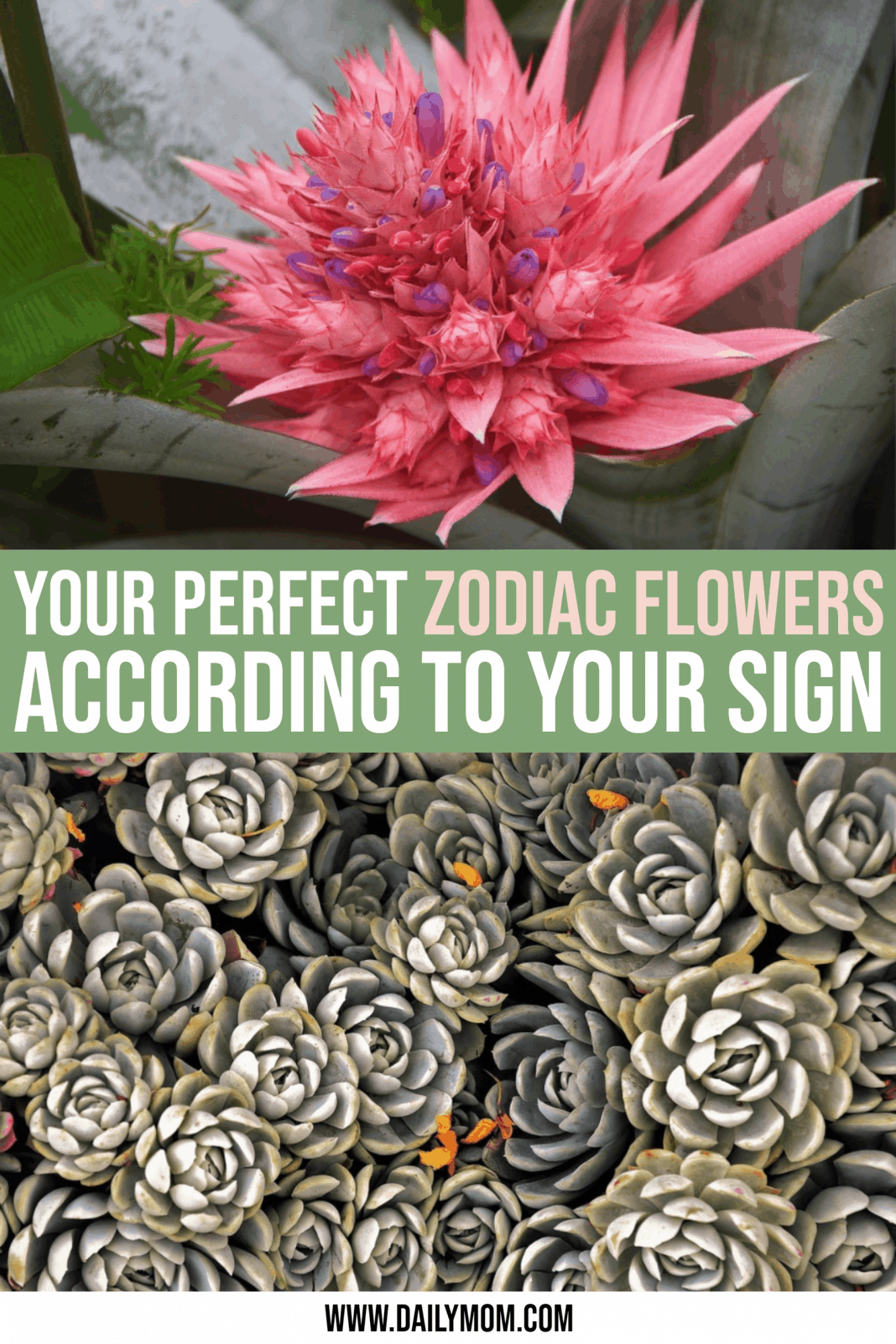 Your Perfect Zodiac Flowers According To Your Sign » Read Now!