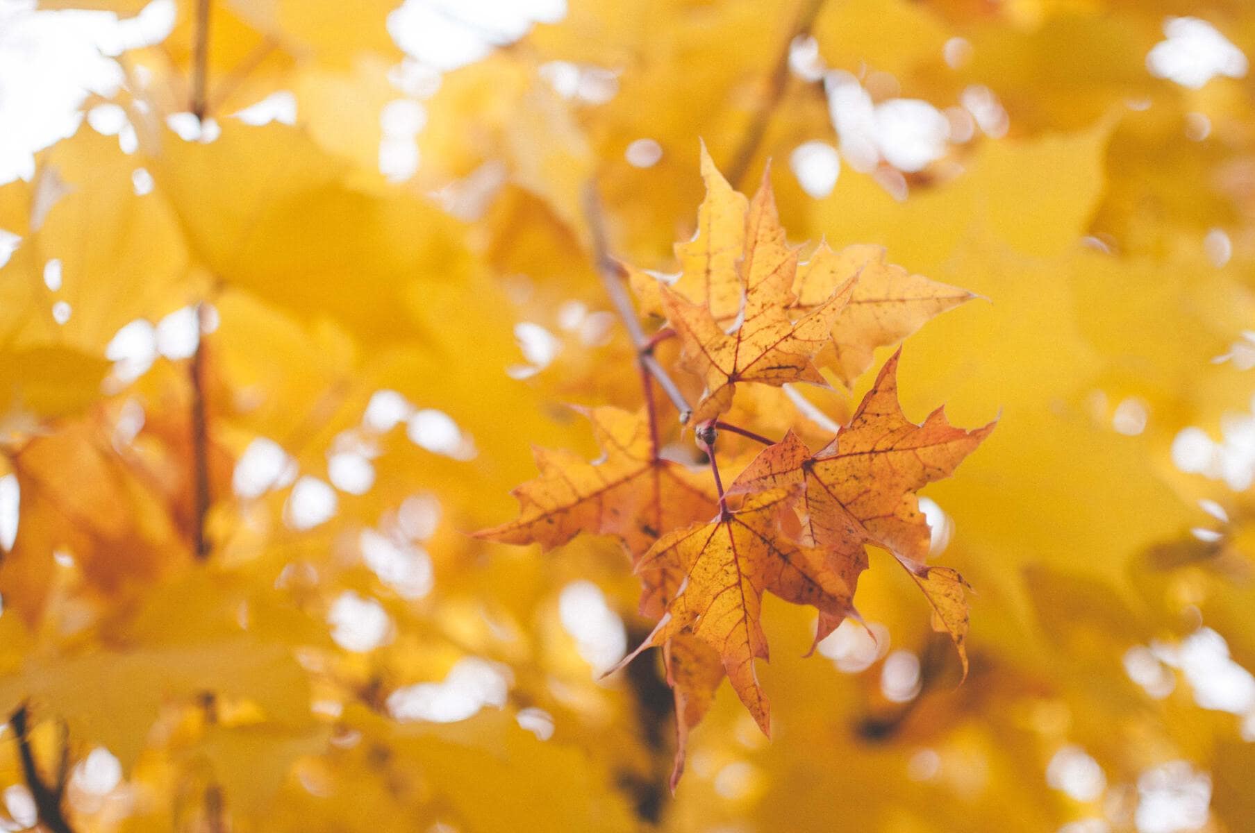 Get Your Kids To Rake Leaves Using Our 5 Tricks This Fall