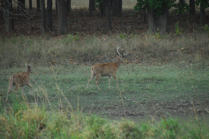 Ibex Expeditions: India Travel Guides And Excursions