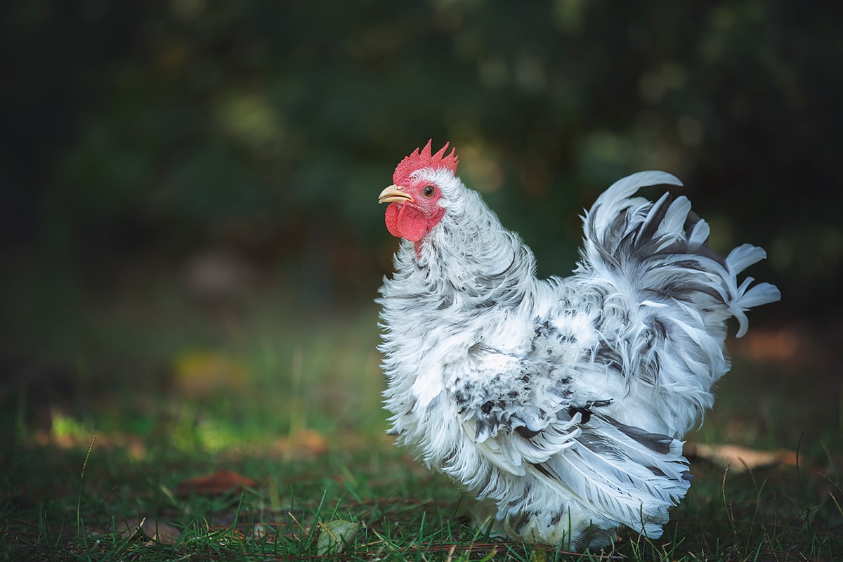 Stylish Chicken Coops For Backyard Chickens » Read Now!