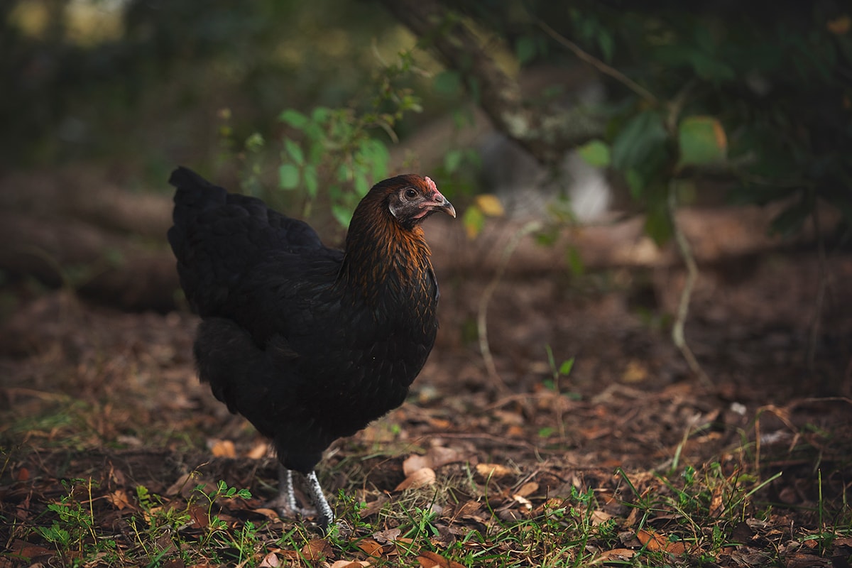 Stylish Chicken Coops For Backyard Chickens » Read Now!