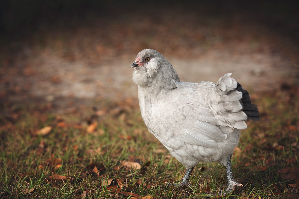 Stylish Chicken Coops For Backyard Chickens » Read Now!