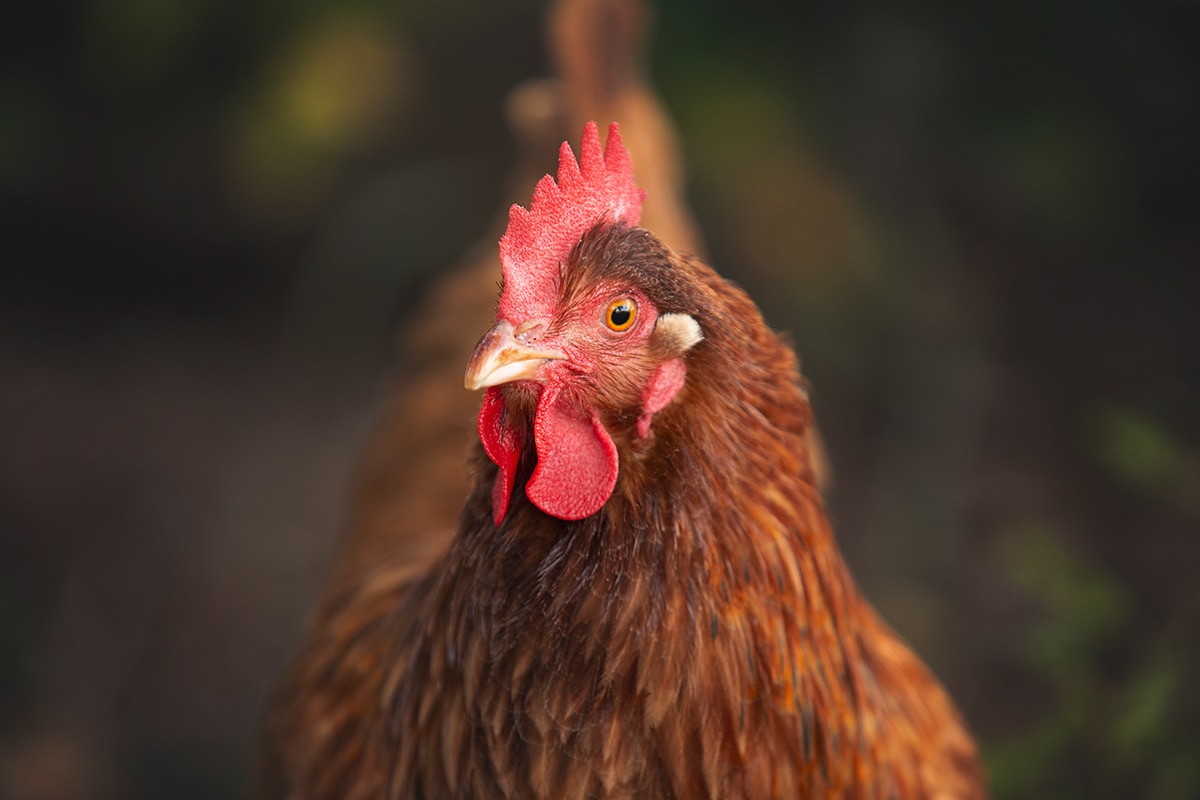 Stylish Chicken Coops For Backyard Chickens » Read Now!