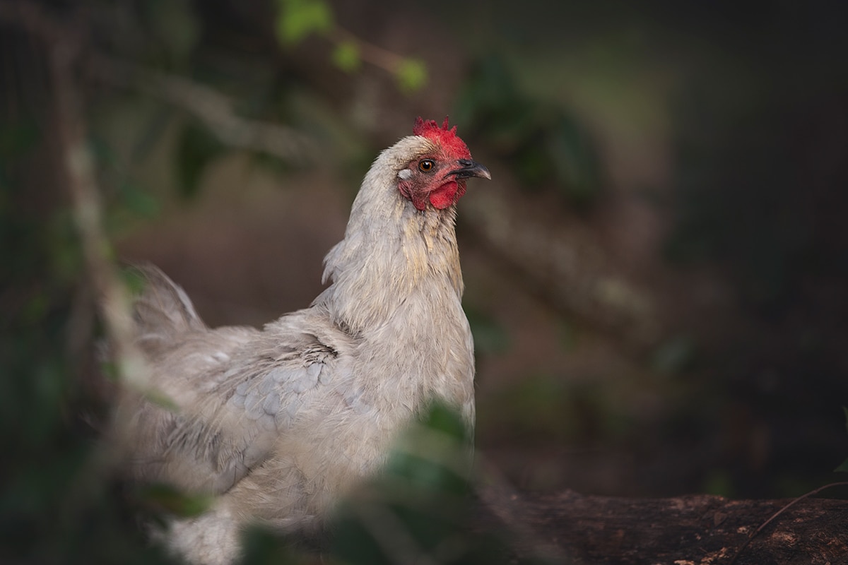 Stylish Chicken Coops For Backyard Chickens » Read Now!