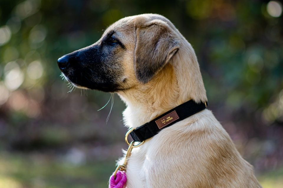 New Puppy Checklist: 10 Essentials To Add To Your List