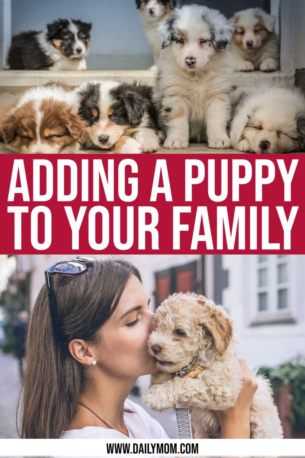 The Best Family Dogs And What To Know Before You Buy