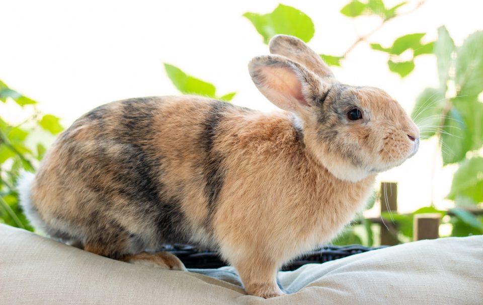 Rabbit As A Pet: 7 Great Reasons You Should Own One