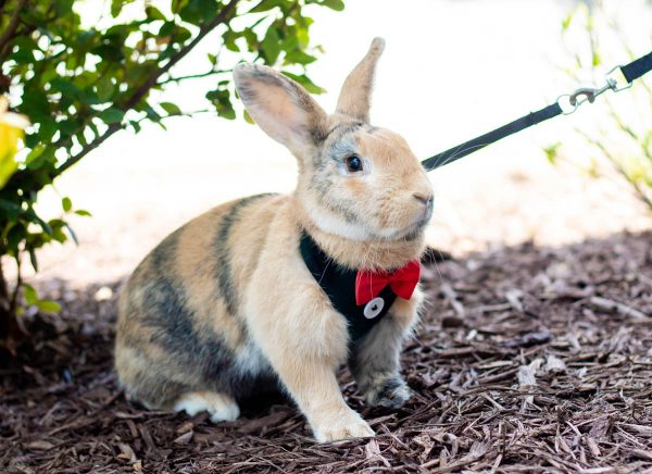 Rabbit As A Pet: 7 Great Reasons You Should Own One