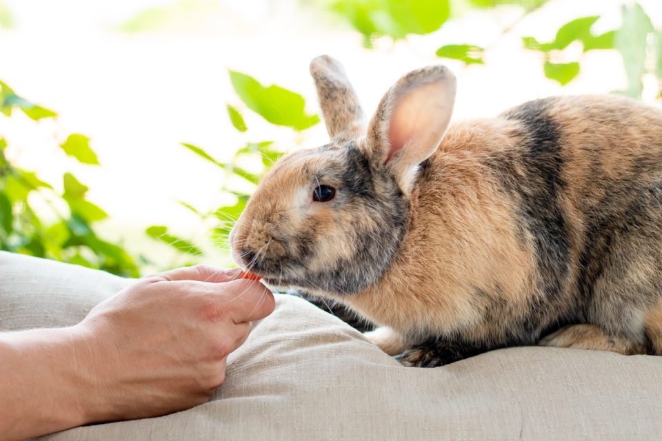 Rabbit As A Pet: 7 Great Reasons You Should Own One