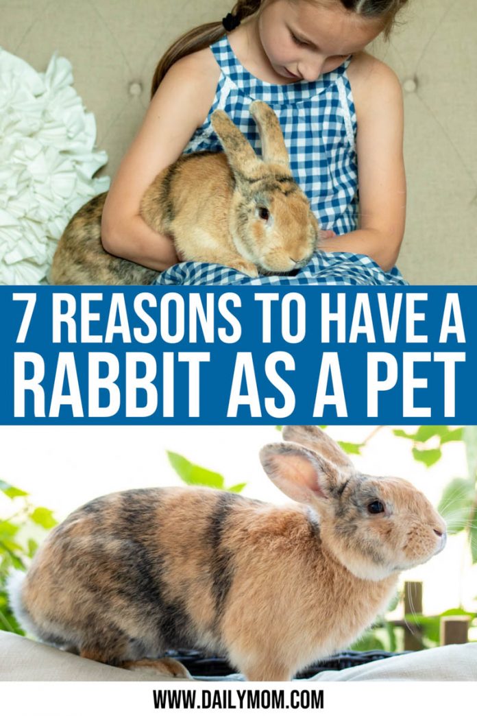 Rabbit As A Pet: 7 Great Reasons You Should Own One