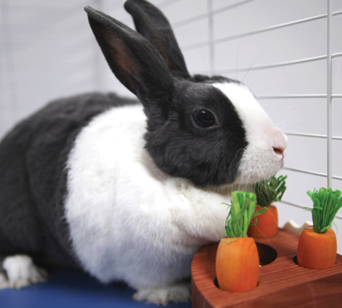 Pamper Your New Pet Rabbit With These 25 Must-Haves » Read Now!