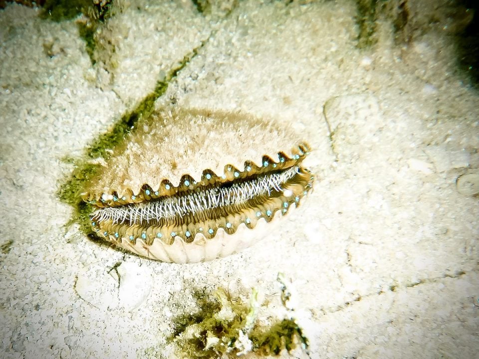 Dive Into Scalloping For An Epic Underwater Adventure » Read Now!