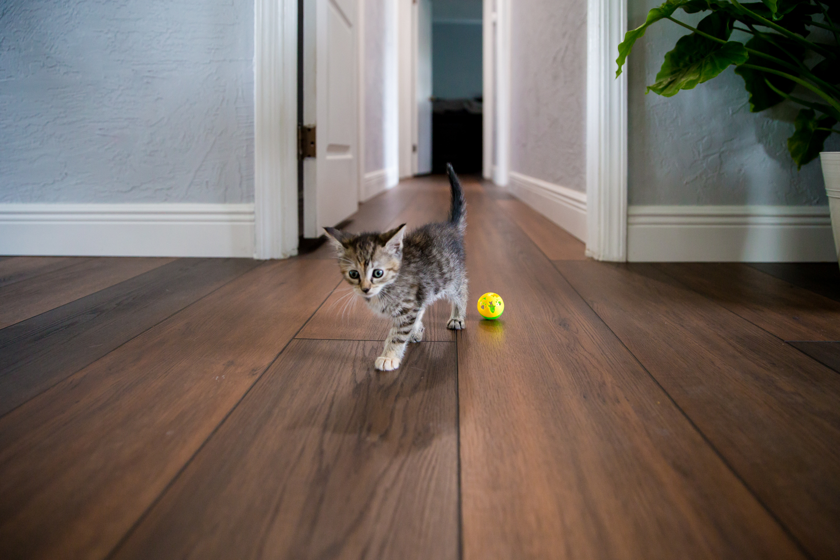 New Flooring For Your Home: 6 Reasons To Choose Flooret