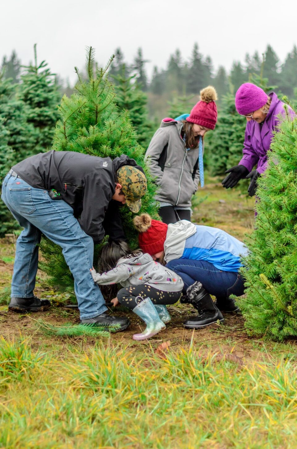 Buying A Real Christmas Tree And Why You Should Ditch Your Fake One ...