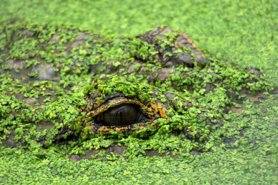 9 Unique & Entertaining Alligator Parks To Visit For Fun In Florida