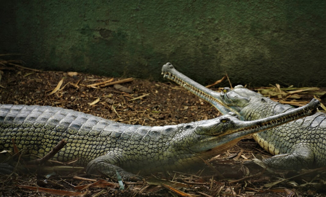 9 Unique & Entertaining Alligator Parks To Visit For Fun In Florida