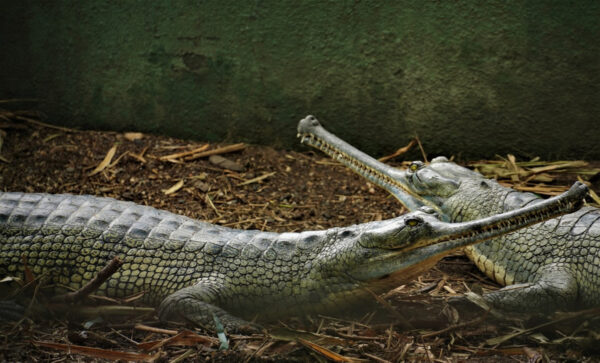 9 Unique & Entertaining Alligator Parks To Visit For Fun In Florida