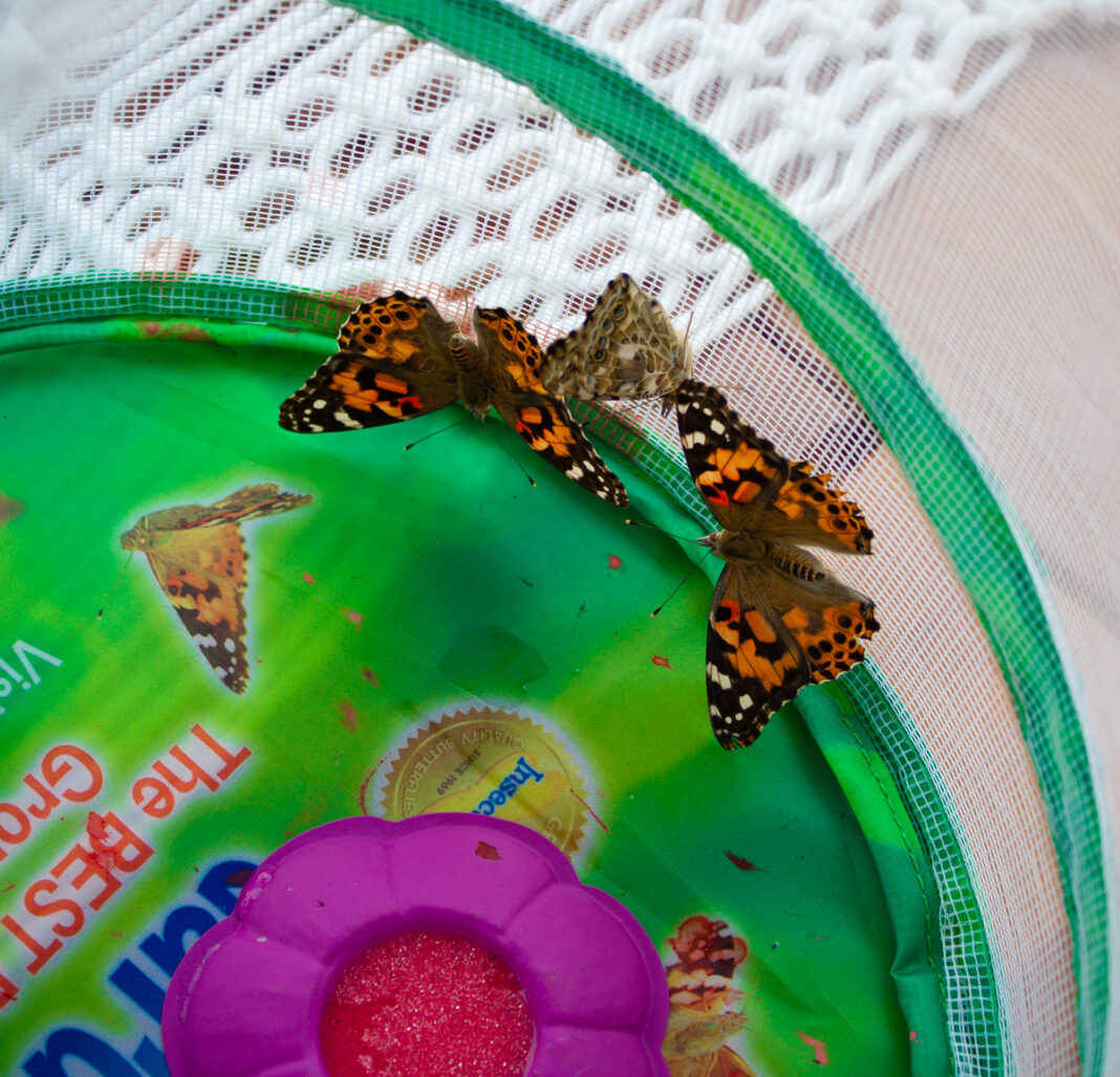 5 Ways A Butterfly Growing Kit Can Teach Kids To Spread Their Wings