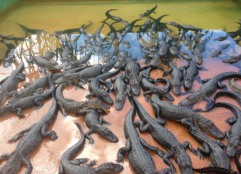 9 Unique & Entertaining Alligator Parks To Visit For Fun In Florida
