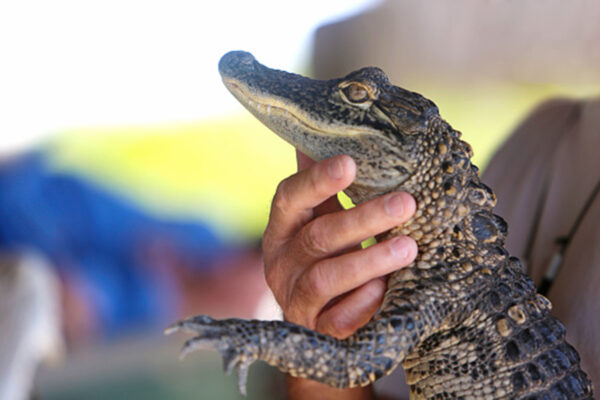 9 Unique & Entertaining Alligator Parks To Visit For Fun In Florida