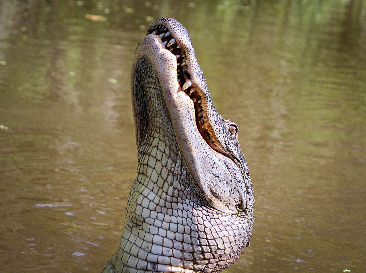 9 Unique & Entertaining Alligator Parks To Visit For Fun In Florida