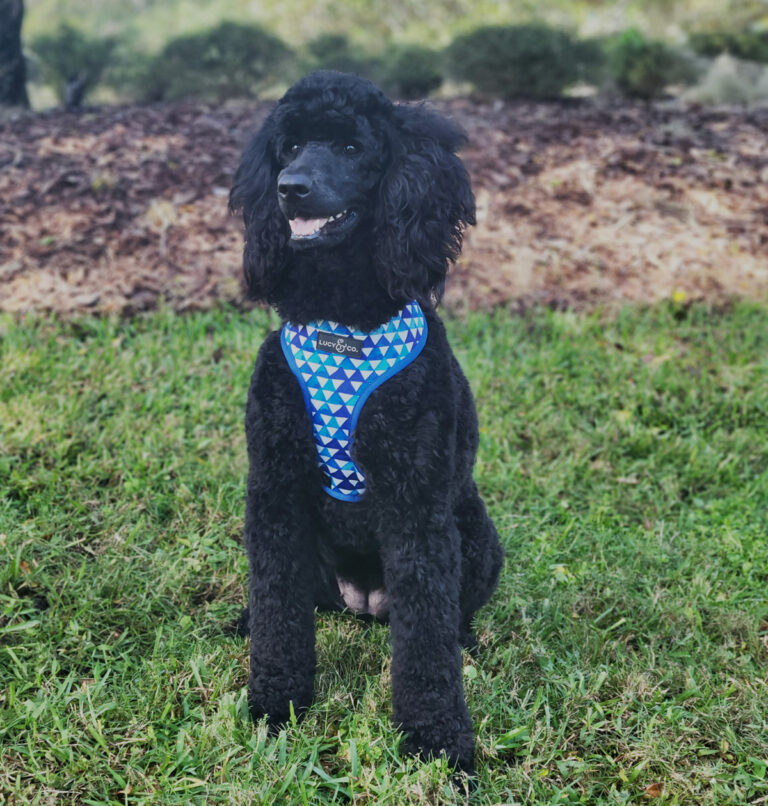 Amazing Pet Gifts To Spoil Your Fur-Baby This 2021 Holiday