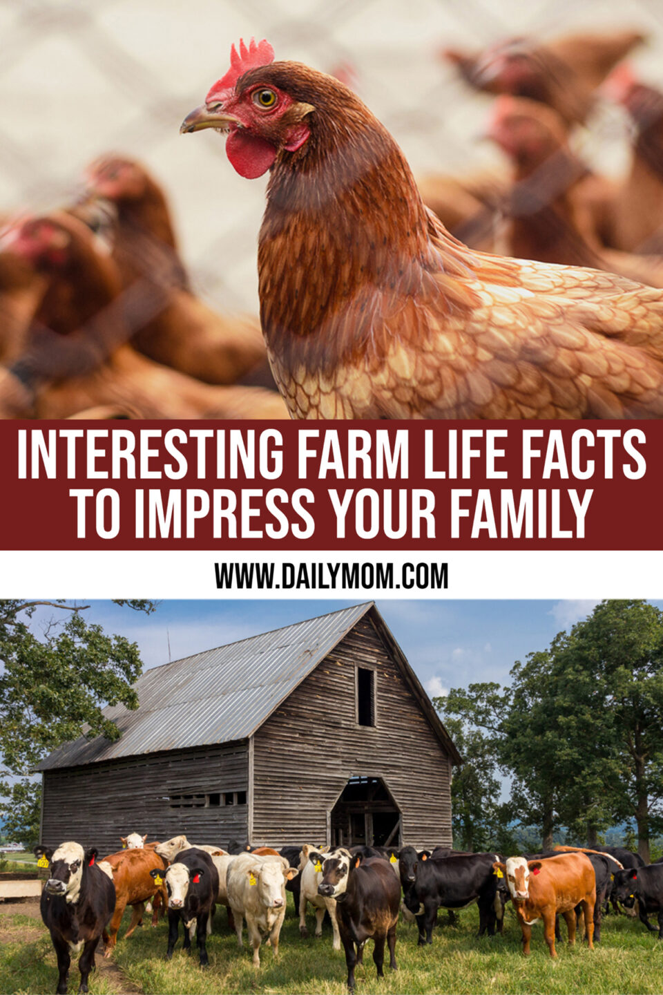 Interesting Farm Life Facts About 9 Animals »Read Now