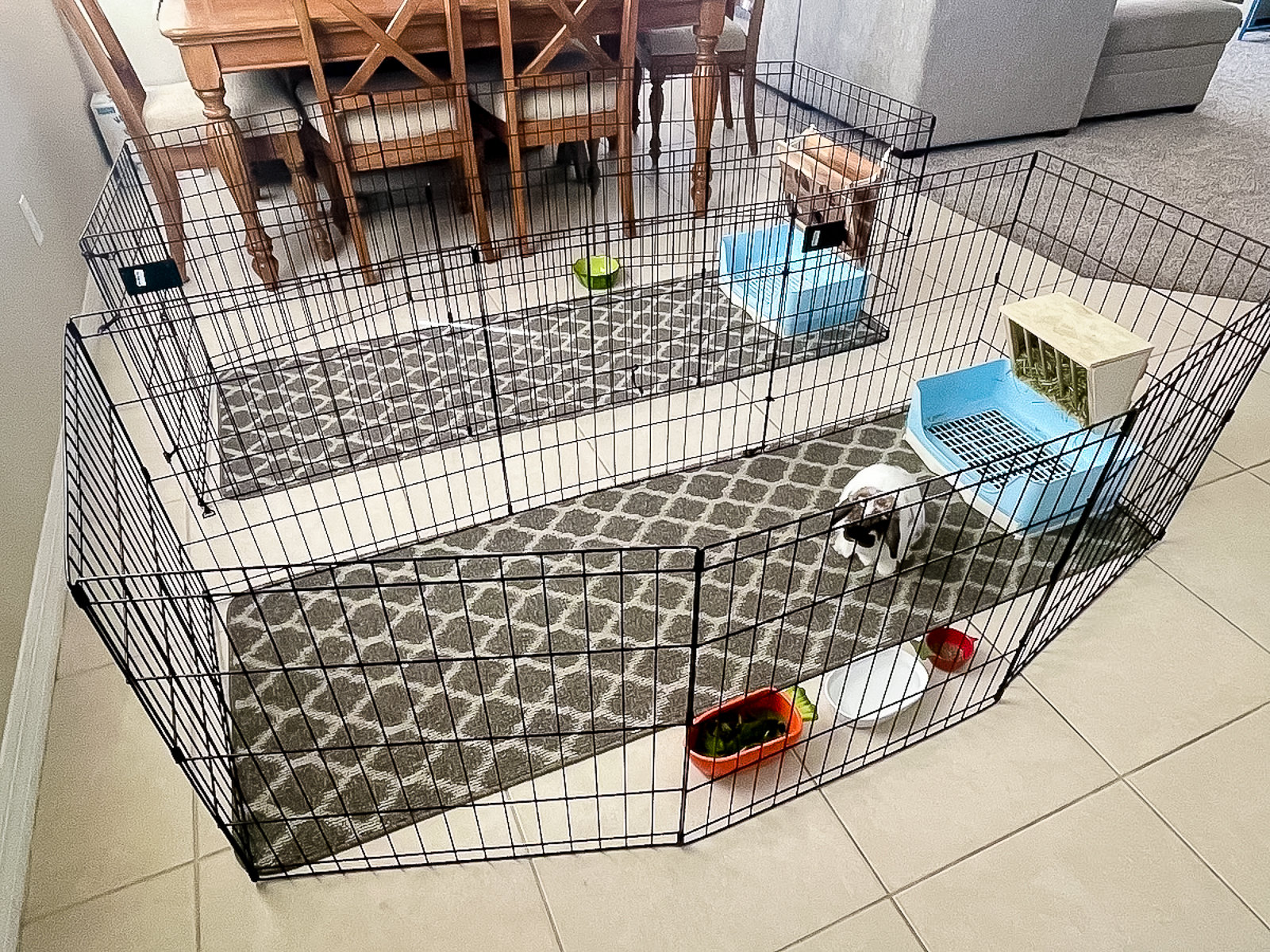 Double The Cuteness By Adding A 2nd Pet Bunny To Your Family » Read Now!