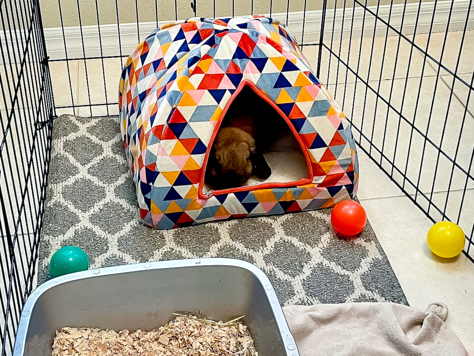 Double The Cuteness By Adding A 2nd Pet Bunny To Your Family » Read Now!