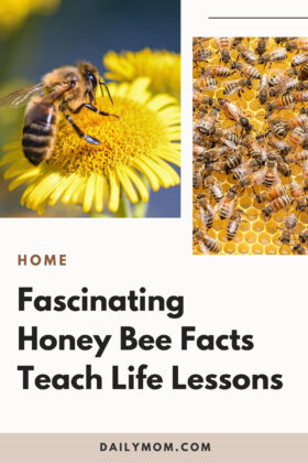 Fascinating Honey Bee Facts Teach Life Lessons »Read Now
