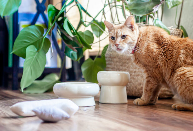 13 Unique Christmas Gifts For Animal Lovers & Their Adorable Furry ...