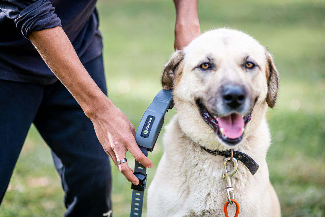 13 Unique Christmas Gifts For Animal Lovers & Their Adorable Furry ...