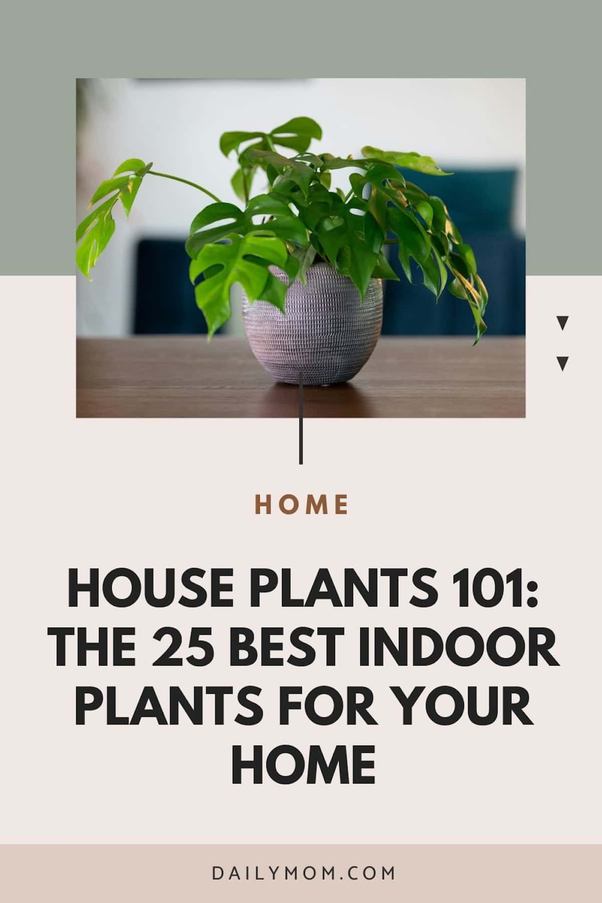Houseplants 101: The Best Indoor Houseplants For Your Home