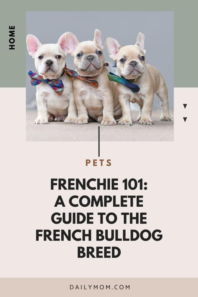 Family Friendly Frenchie 101: A Complete Guide To The Breed French Bulldogs