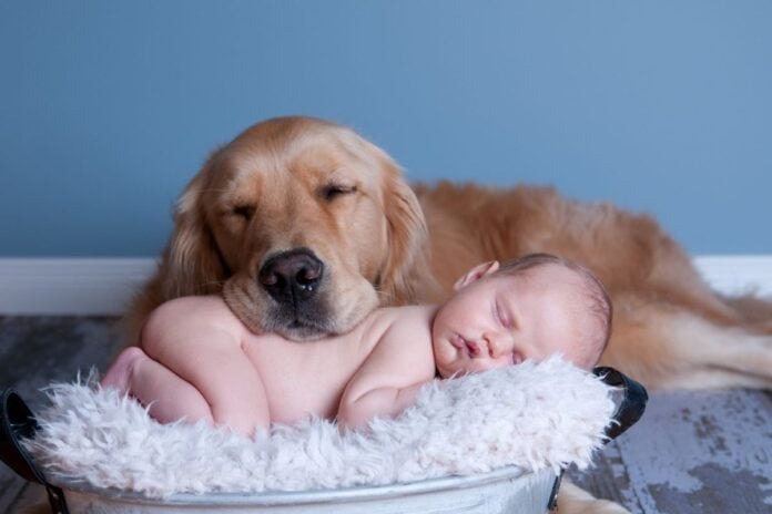 Meet Dogs With Newborns: 7 Tips Introduce Your Dog To A Baby