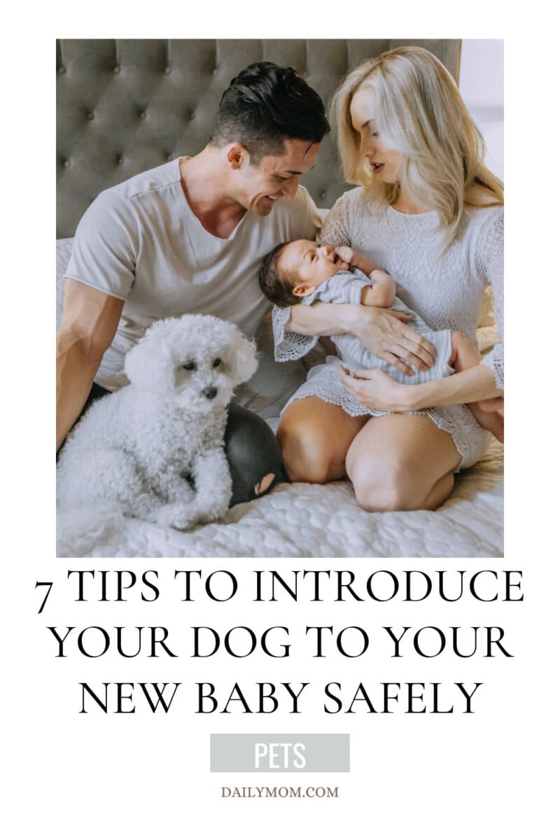 Meet Dogs With Newborns: 7 Tips Introduce Your Dog To A Baby