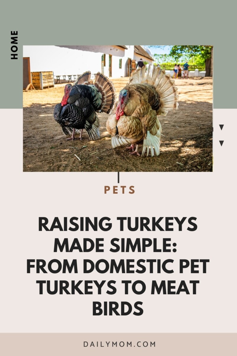 Best Pet Turkeys 101: Backyard Poultry & Raising Turkeys For Meat