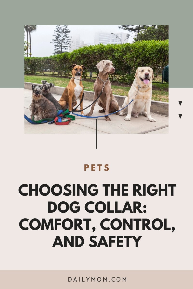 Best Dog Pet Collars: How To Choose The Right Type For Your Breed